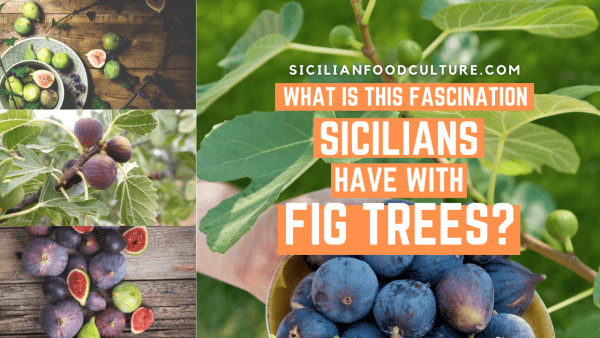 What is this fascination Sicilians have with fig trees? - Sicilian Food ...